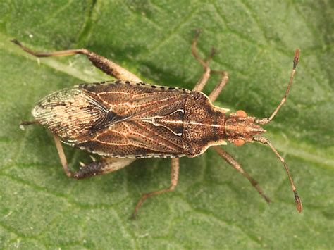 True Bug Harmostes Fraterculus BugGuide Net True Bug Harmostes Fraterculus BugGuide Net