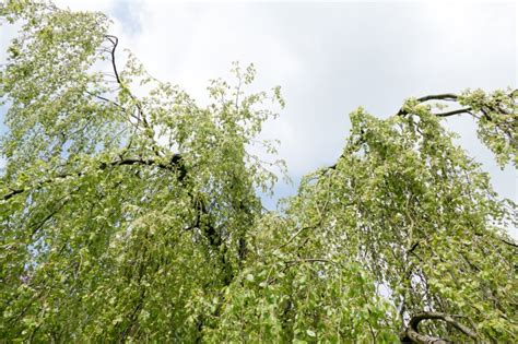 Young Leaves Of A Weeping Beech Tree Photo Background And Picture For