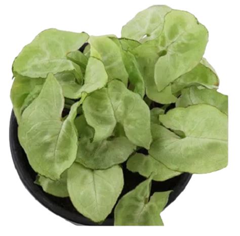 Green Nature And Beautiful Syngonium Brocante Breed Plants For Air ...