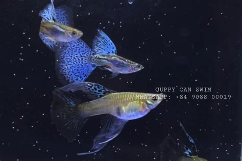 Blue Grass Ribbon Fin C Guppy