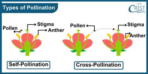 Class 7 Sexual Reproduction In Plants Crest Olympiads