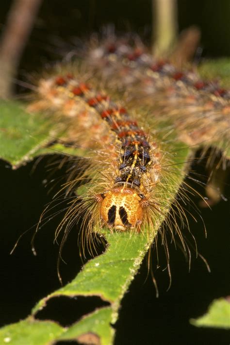 Knowing All About Gypsy Moth Identification And Prevention