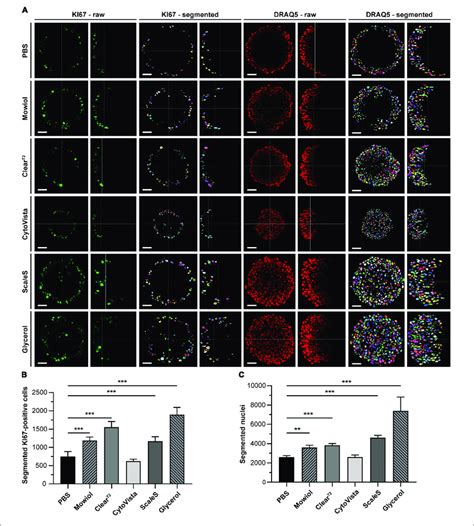 Optical Clearing Of Hacat Spheroids With Glycerol Improves Detection