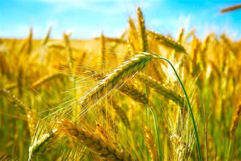 Himachal Introduces Two High Yielding Wheat Varieties ‘dbw 222 And ‘dbw