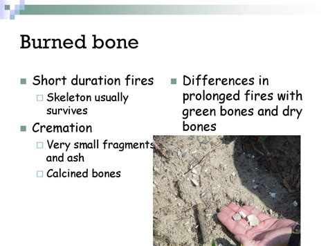 Forensic Anthropology Ppt Download