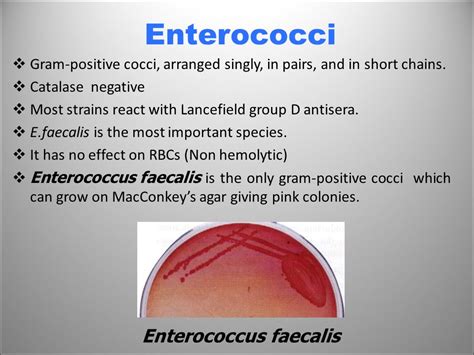 Enterococcus Faecalis Macconkey Agar