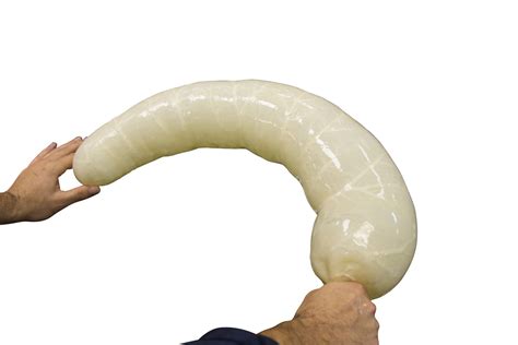 52 Beef Splitter Bar Waltons