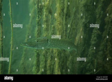 Adventurous Picture Of Wild Pike In Nature Habitat Huge Water Volume