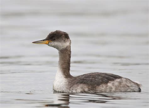 Red Necked Grebe Facts Podiceps Grisegena