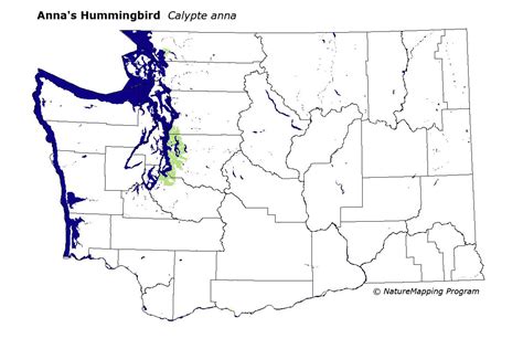 Distribution Map Annas Hummingbird Calypte Anna