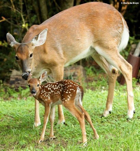 White Tailed Deer Fawn And Mother
