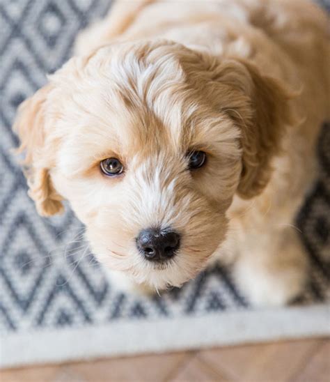 Australian Labradoodle Puppies Cute