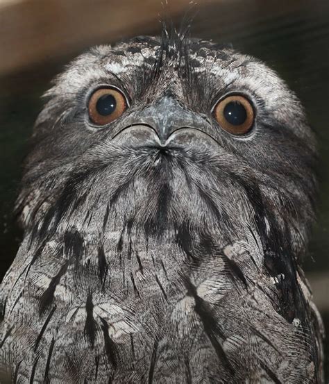 Frogmouth Owl Black Eyes