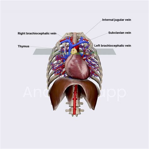 Heart Anatomy Brachiocephalic Vein