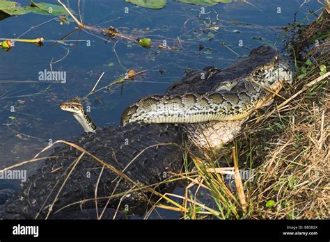 Snake Eating Crocodile