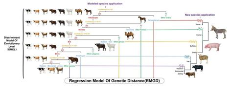 Application Flowchart Of Animal Evolutionary Relationship Model