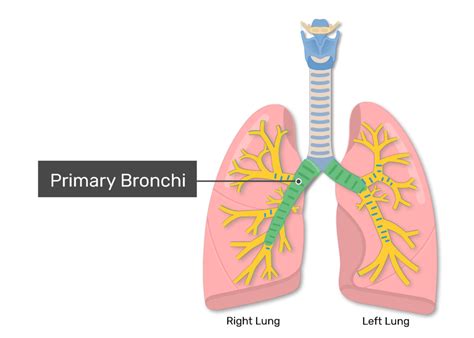 Bronchial Tubes Structure Functions And Location Bronchus Anatomy Getbodysmart