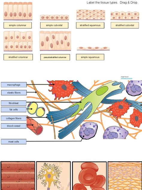 Airena Tampos Body Tissues Labeling 25 Pdf