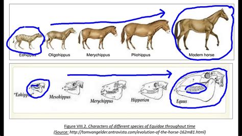 Horse Evolution Timeline