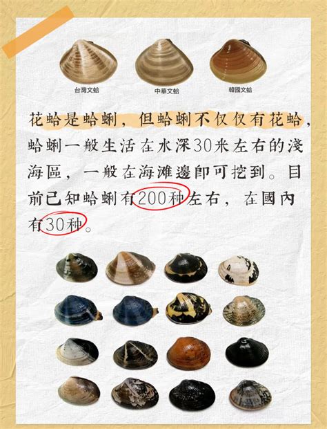 花蛤和蛤蜊的区别，你真的知道吗？