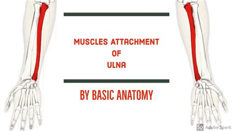 Muscles Attachment Of Ulna By Basic Anatomy Youtube