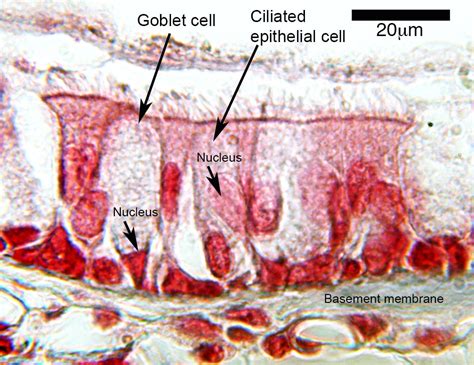 What Are Pseudostratified Squamous Epithelium At Oliver Gonzalez Blog