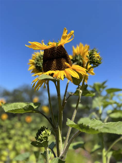Wraparound Sunflower You Can See In The Second And Third Photo The Two