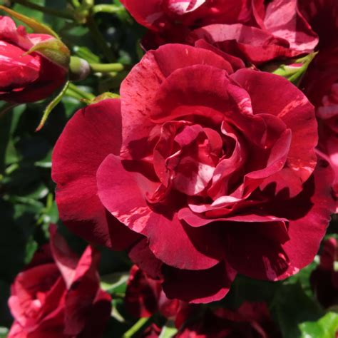 Robert Rose Striped Floribunda Rose The Fragrant Rose Company