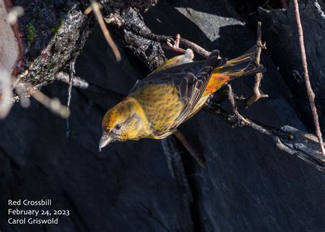 Sporadic Bird From Seward Alaska Friday February 24 2023 Red