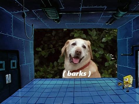 Brace Yourself Spongebob This Is My Lab Rbikinibottomtwitter