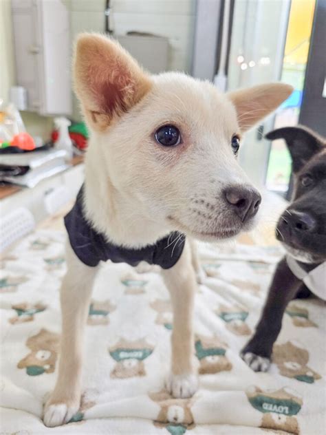 Affectionate And Courageous Solae Needs A Loving Home