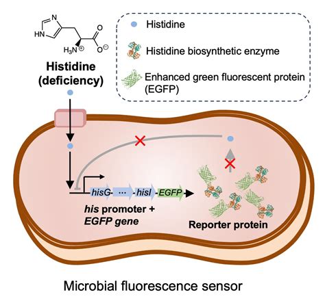 Illuminating Histidine Deficient Intracellular Environments A Novel
