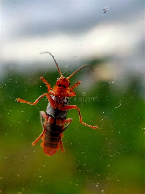 A Closeup Image Of A Grasshopper On A Window The Window Allows The Viewer To See The Minuscule