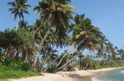 Dickwella Beach Know Everything About This Hidden Gem In 2026