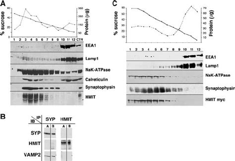 Subcellular Fractionation Of Brain Hmit Compartment A Download Scientific Diagram