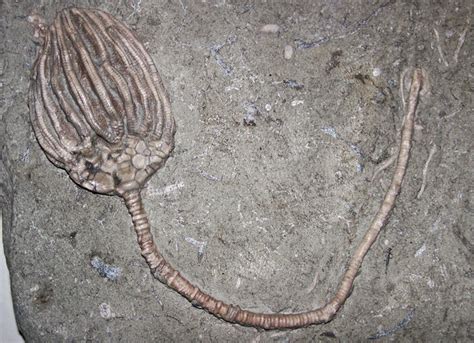 Dizygocrinus Montgomeryensis Fossil Crinoid Edwardsville Formation