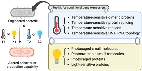 Temperature Regulation Biology