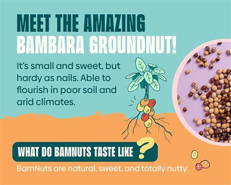 What Is A Bam Nut 🤔 Nut Recipes Plant Based Milk Wholesome Food