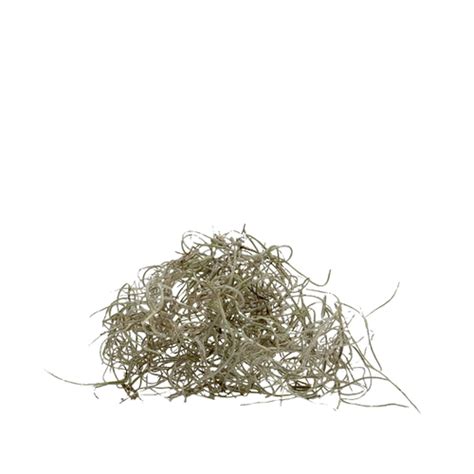 Spanish Moss Air Wio