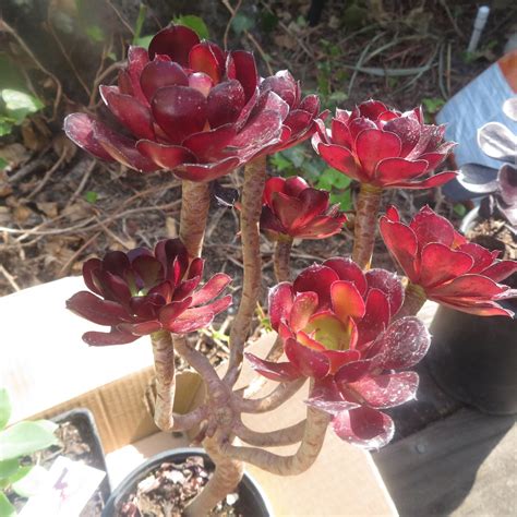 Seascape Succulents All You Should Know Before You Go 2026 W Reviews