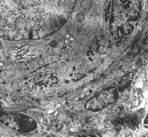 Normal Spherical Shaped Oocyte O Nucleus N In Primordial Follicle