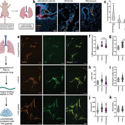 Fibroblast Phenotype And Activation In Lung Hydrogels With Tnc Peptide