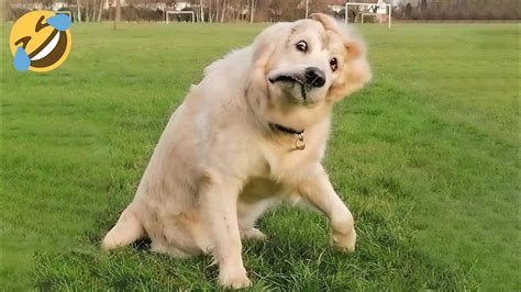 I Dare You Not To Laugh At These Hilarious Dog Moments 😂🐾 Funny Dogs