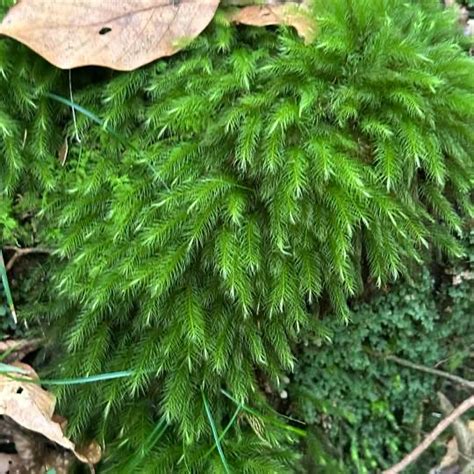 너구리꼬리이끼