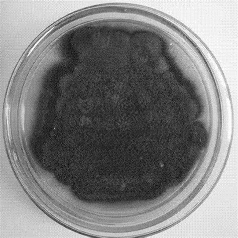 一种产甾醇酯酶的枝孢菌及产酶方法与流程