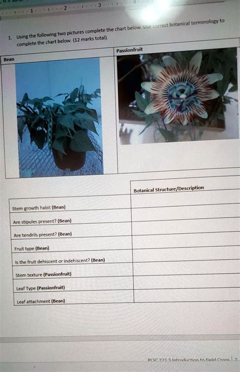 Solved Text Botanical Terminology To Below Use Correct Pictures To
