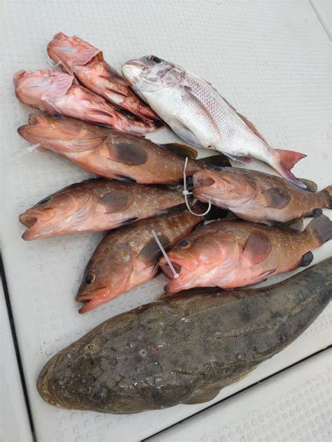 6月7日 一つテンヤ