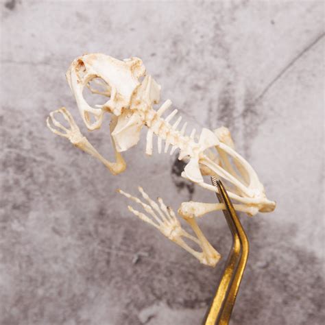 Javanese Toad Skeleton Duttaphrynus Melanosticus A1 Skeleton Specime