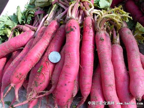 东北四大红倪大红大红了东北五大仙大山谷图库