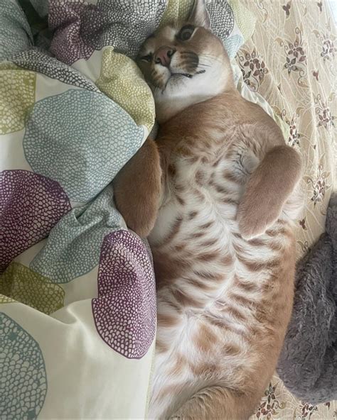 Floppas For Today R Floppa